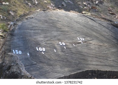 10 150 year old tree stump Images, Stock Photos & Vectors | Shutterstock