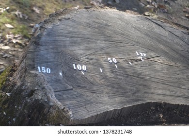 10 150 year old tree stump Images, Stock Photos & Vectors | Shutterstock