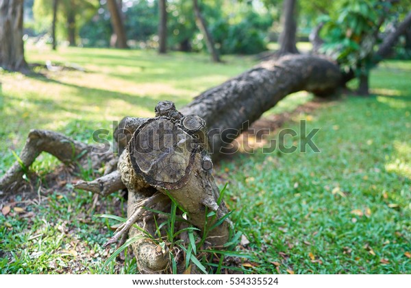 Tree Stump Forest Stock Photo 534335524 | Shutterstock