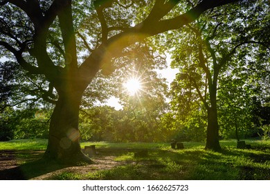 Two Beautiful Trees Sunny Forest Stock Photo 1720307584 | Shutterstock
