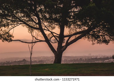 Tree Sunset Background Stock Photo 1153271971 | Shutterstock