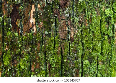 74,234 Tree bark moss texture Images, Stock Photos & Vectors | Shutterstock