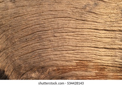 Tree Surface Texture Background Stock Photo 534428143 | Shutterstock