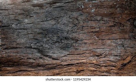 Tree Surface Texture Hd Background Stock Photo 1195429234 | Shutterstock