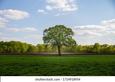 Tree Surrounded By Grass Stock Photo 1714918954 | Shutterstock