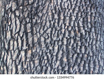 96 Tijuana tree Images, Stock Photos & Vectors | Shutterstock
