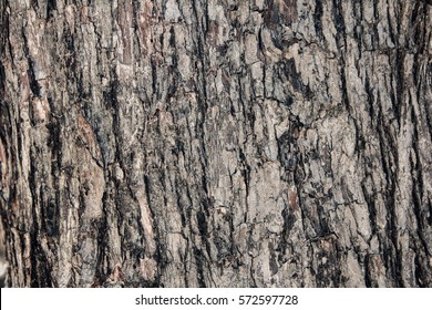 146,431 Tree skin texture Images, Stock Photos & Vectors | Shutterstock