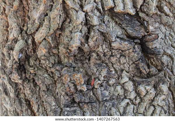 Tree Texture Background Wallpaper Stock Photo 1407267563 | Shutterstock