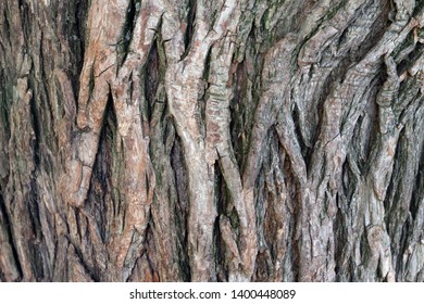 Tree Texture Park Spring Stock Photo 1400448089 | Shutterstock