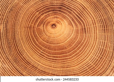 Tree Timber Texture Background Stock Photo (Edit Now) 244583233