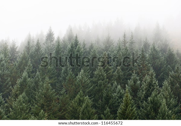 Tree Tops Texture Stock Photo (Edit Now) 116455672