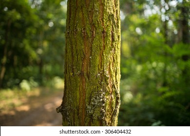 19,602 Thick tree trunks Images, Stock Photos & Vectors | Shutterstock