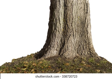 108,665 Single tree trunk Images, Stock Photos & Vectors | Shutterstock