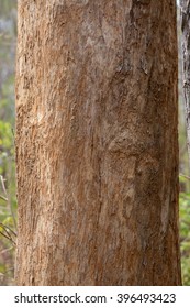 5,872 Tree trunk base Images, Stock Photos & Vectors | Shutterstock
