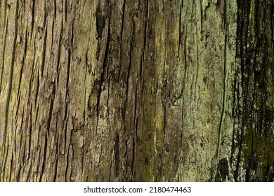7,632 Straight tree trunks Images, Stock Photos & Vectors | Shutterstock