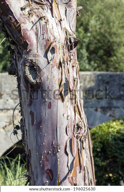Tree Trunk Bark Flaky Layers Stock Photo 196025630 | Shutterstock