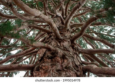 7,684 Pine Trunk Bottom View Images, Stock Photos & Vectors | Shutterstock