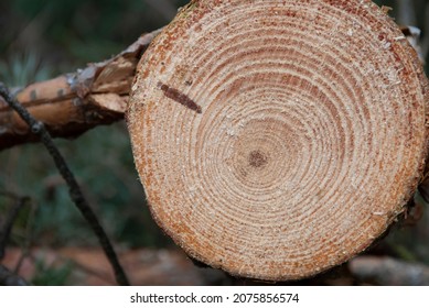477 Wattle tree trunk Images, Stock Photos & Vectors | Shutterstock