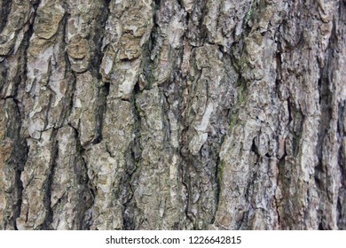 Tree Trunk Cortex Texture Close View Stock Photo 1226642815 | Shutterstock
