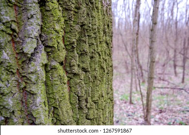 Tree Trunk Cortex Texture Close View Stock Photo 1267591867 | Shutterstock