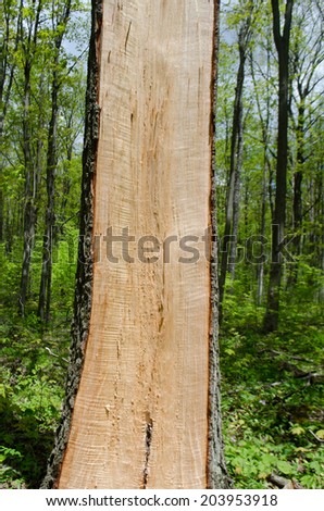 Tree Trunk Cut Half Stock Photo (Edit Now) 203953918 - Shutterstock