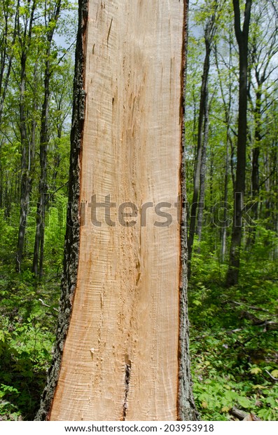 Tree Trunk Cut Half Stock Photo (Edit Now) 203953918