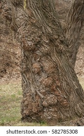 163 Malformed trees Images, Stock Photos & Vectors | Shutterstock