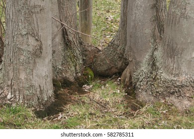 163 Malformed trees Images, Stock Photos & Vectors | Shutterstock