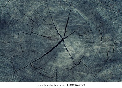 Tree Trunk Ring Texture Stock Photo 1100347829 | Shutterstock