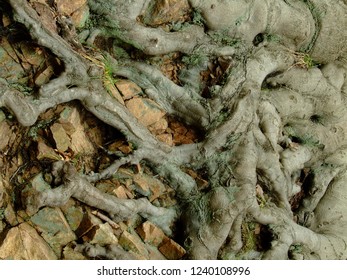 10,979 Old oak tree roots Images, Stock Photos & Vectors | Shutterstock
