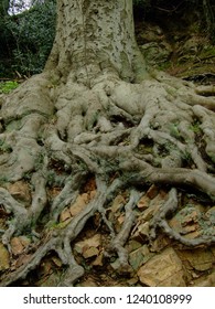 10,979 Old oak tree roots Images, Stock Photos & Vectors | Shutterstock
