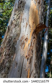 472 Bark scraping Images, Stock Photos & Vectors | Shutterstock