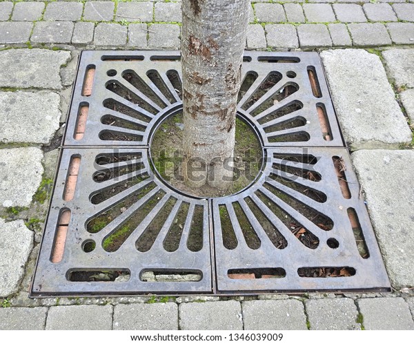 Tree Trunk Surrounded By Protective Metal Stock Photo (Edit Now) 1346039009