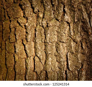 9,535 Maple tree bark texture Images, Stock Photos & Vectors | Shutterstock