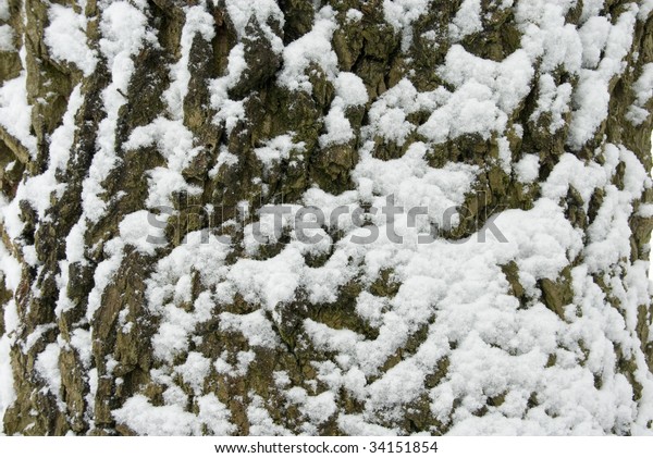 Tree Trunk Texture Snow Lying Ripples Stock Photo (Edit Now) 34151854