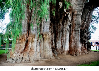 158 imágenes de Tule tree - Imágenes, fotos y vectores de stock ...