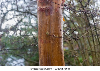 1,741 Tree Trunk Upright Images, Stock Photos & Vectors | Shutterstock