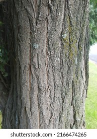 Tree Trunk Vertical Lines Through Bark Stock Photo 2166474265 ...