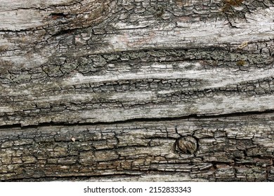 4,017 Dead knot trees Images, Stock Photos & Vectors | Shutterstock