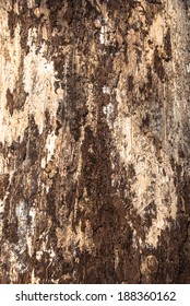 6,823 Trees without bark Images, Stock Photos & Vectors | Shutterstock
