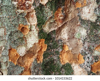 Tree Trunk Zoom Texture Background Stock Photo 1014153622 | Shutterstock
