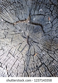 Tree Trunks Body Skin Textures Stock Photo 1237143358 | Shutterstock
