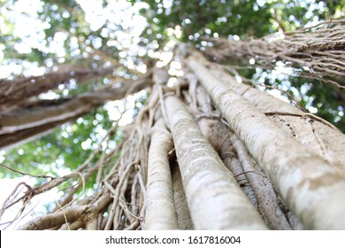 266 Dangling tree trunk Images, Stock Photos & Vectors | Shutterstock