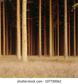 13,361 Square Tree Trunk Images, Stock Photos & Vectors | Shutterstock
