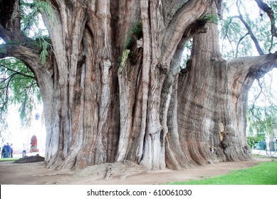 158 imágenes de Tule tree - Imágenes, fotos y vectores de stock ...