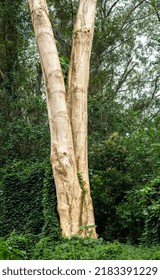 21,352 Tree two trunks Images, Stock Photos & Vectors | Shutterstock