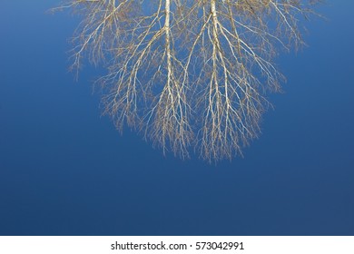 174 imágenes de Upside down tree roots - Imágenes, fotos y vectores de ...
