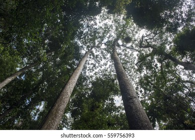 Tree View Below Forest Stock Photo 559756393 | Shutterstock