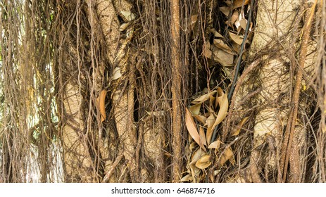 Tree Vine Background Stock Photo 646874716 | Shutterstock