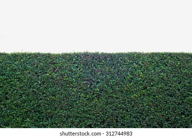 Green Tree Wall Texture Blue Sky库存照片1674150346 | Shutterstock